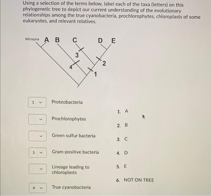 Solved Using a selection of the terms below, label each of | Chegg.com