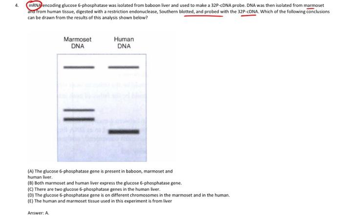 Solved mRNA encoding glucose 6-phosphatase was isolated from | Chegg.com