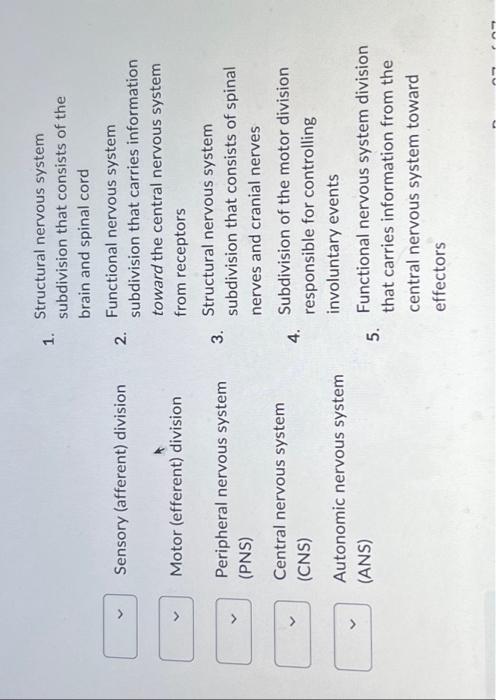 Solved 1. Structural nervous system subdivision that | Chegg.com