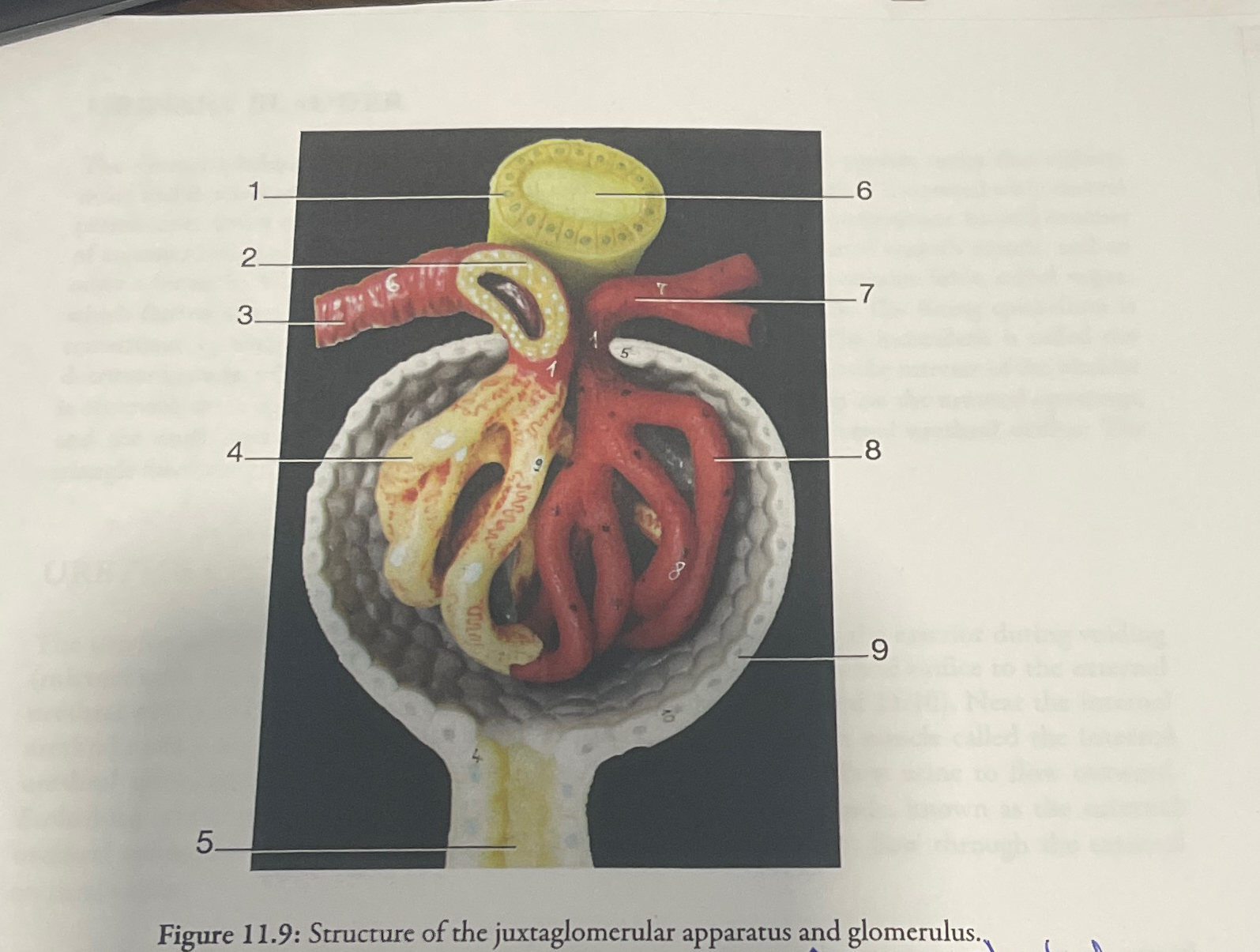 Solved Figure 11.9: Structure of the juxtaglomerular | Chegg.com