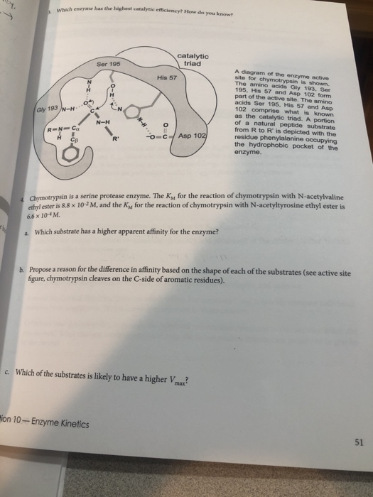 which enzyme has the highest catalytic efficiency How | Chegg.com