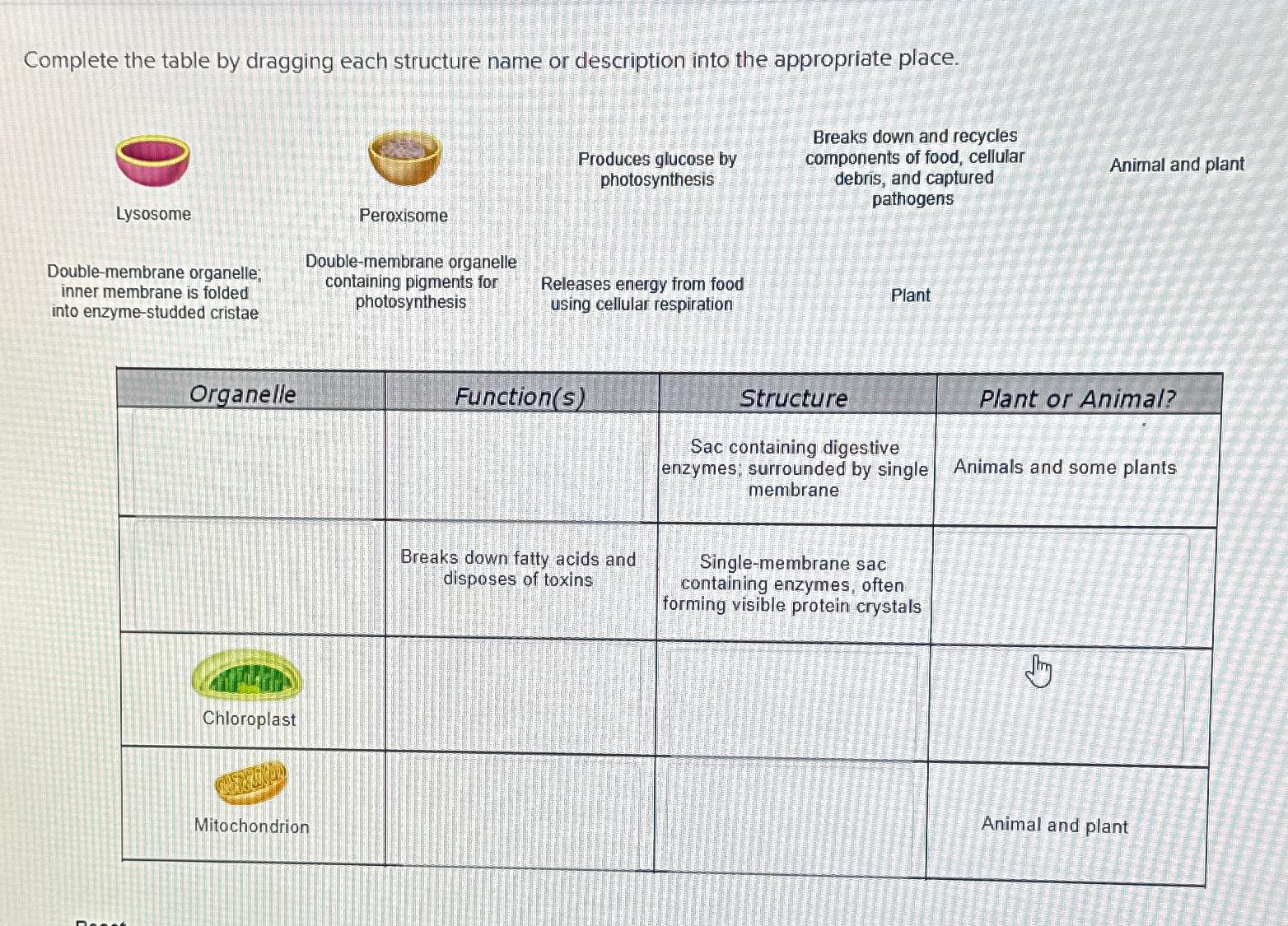 Solved Complete the table by dragging each structure name or | Chegg.com