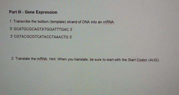 Solved Part III - Gene Expression 1. Transcribe the bottom | Chegg.com Solved Part III - Gene Expression 1. Transcribe the bottom | Chegg.com