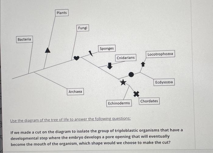 Solved Use the diagram of the tree of life to answer the | Chegg.com