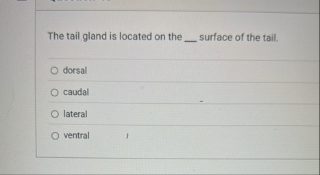 Solved The tail gland is located on the ﻿surface of the | Chegg.com