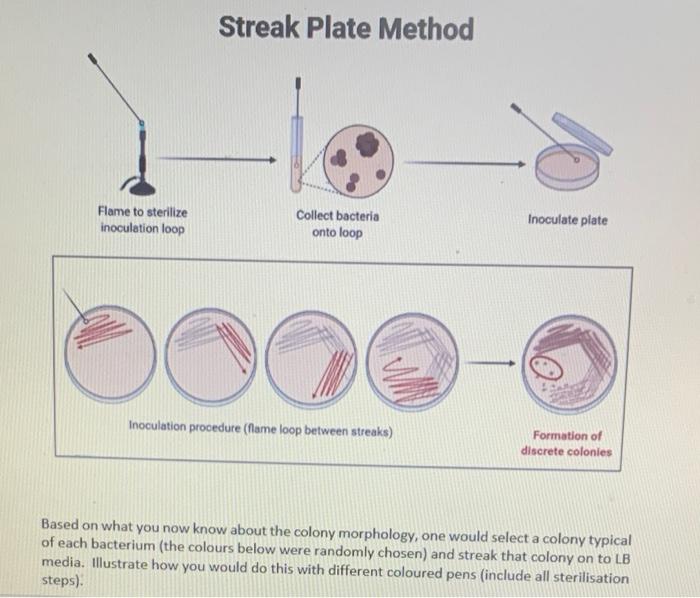 Solved Streak Plate Method o Flame to sterilize inoculation | Chegg.com