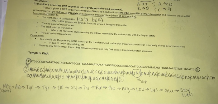 Solved Assignment Transcribe & Translate DNA sequence into a | Chegg.com