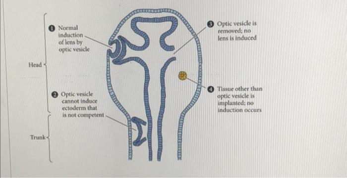 Solved Based on Spemann's famous in dustion experiments | Chegg.com
