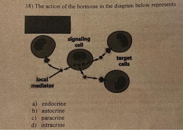 Solved 38) The action of the hormone in the diagram below | Chegg.com