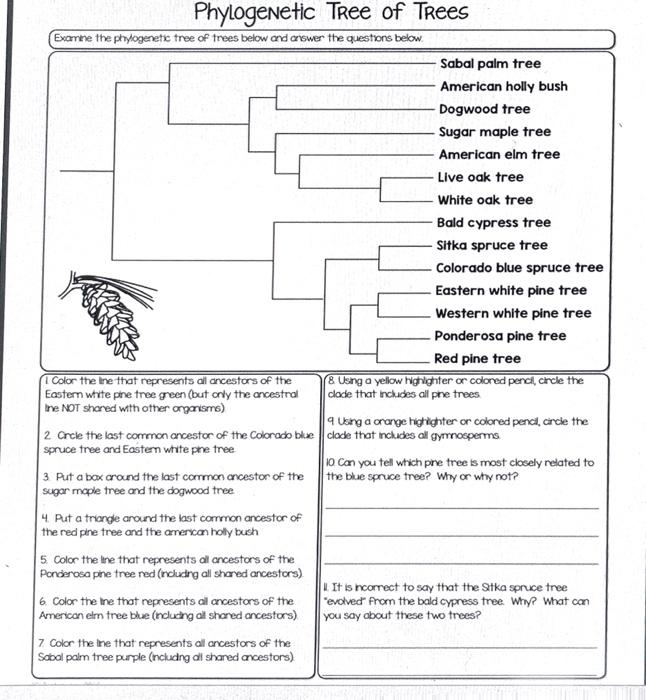 Solved Phylogenetic Tree of Trees Examine the phylogenetic | Chegg.com