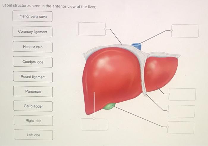 Solved Label structures seen in the anterior view of the | Chegg.com