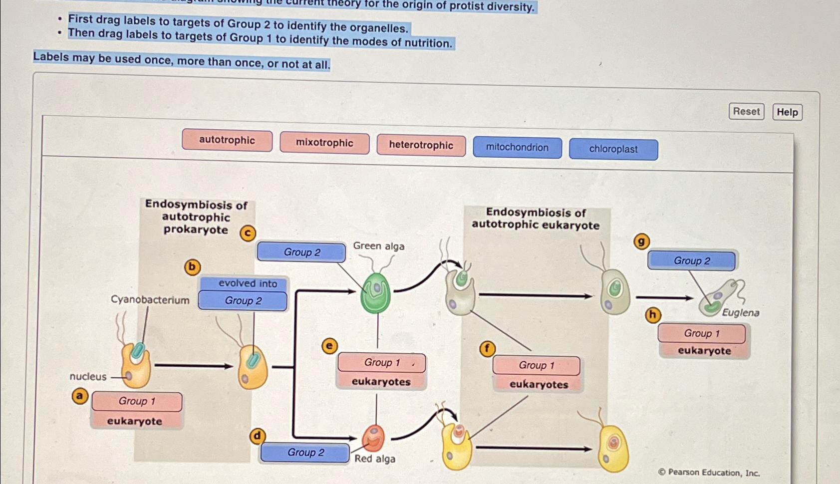 Solved First drag labels to targets of Group 2 ﻿to identify | Chegg.com