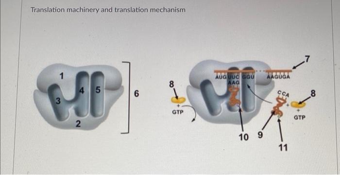 Translation machinery and translation mechanism [ | Chegg.com