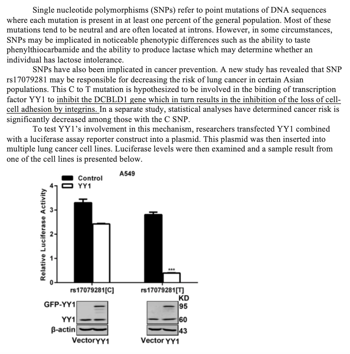 Solved Single nucleotide polymorphisms (SNPs) ﻿refer to | Chegg.com