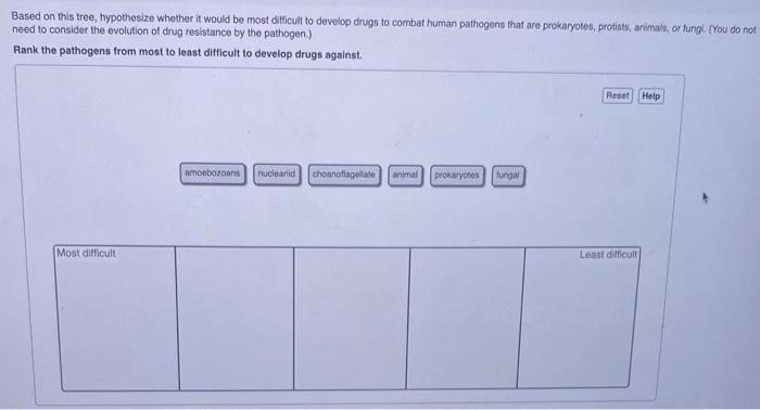 Solved Based on this tree, hypothesize whether it would be | Chegg.com