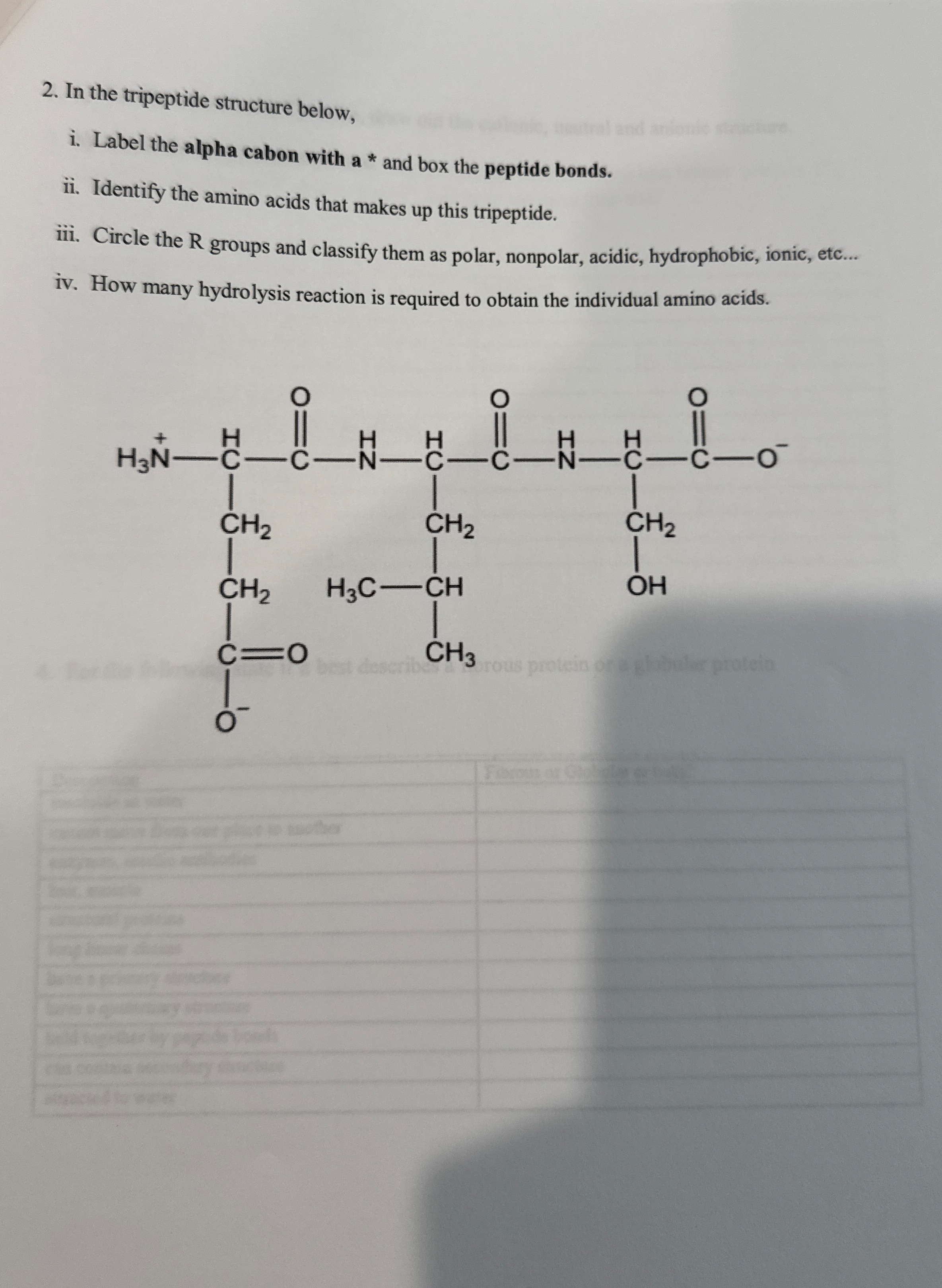 Solved In the tripeptide structure below,i. ﻿Label the alpha | Chegg.com