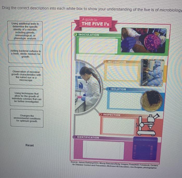 Solved Drag the correct description into each white box to | Chegg.com