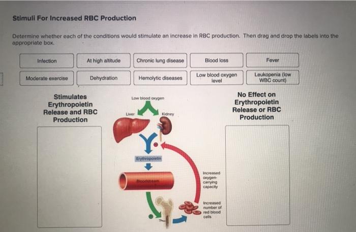 Solved Stimuli For Increased RBC Production Determine | Chegg.com