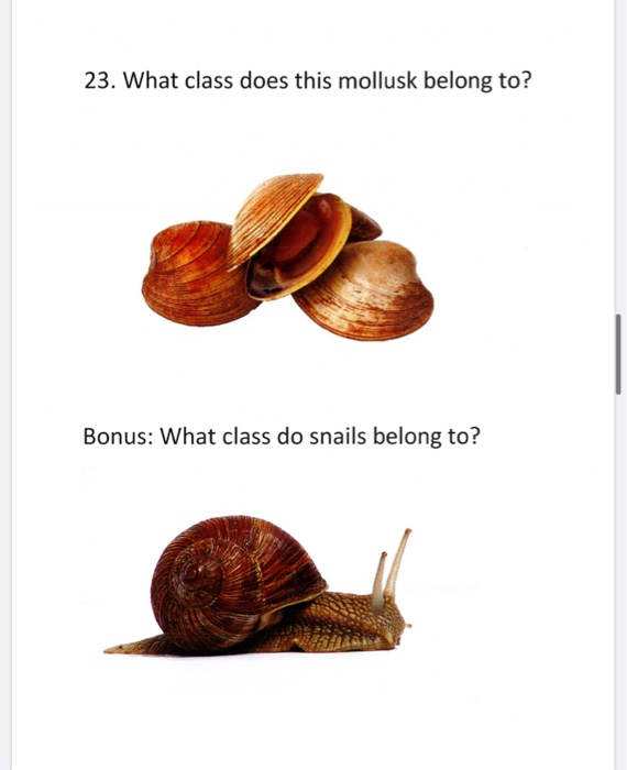 Solved 21. What phylum does this organism belong to? 22. | Chegg.com