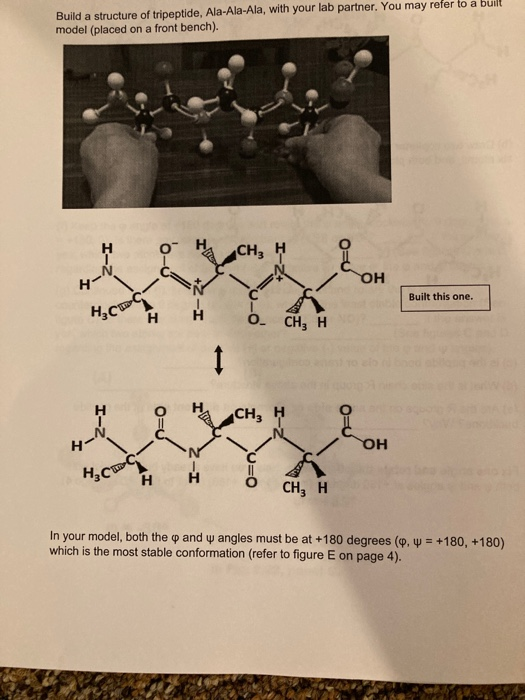 Build a structure of tripeptide, Ala-Ala-Ala, with | Chegg.com