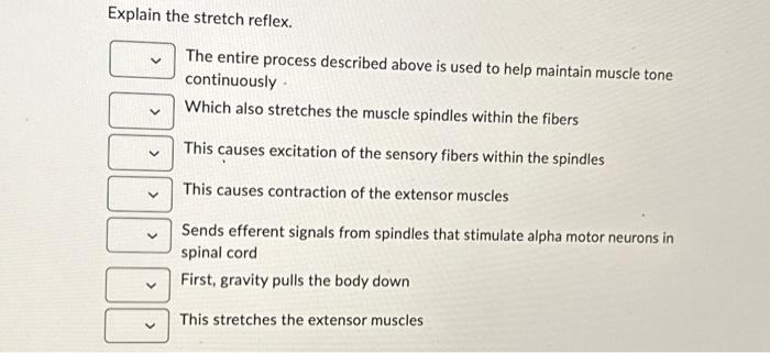 Solved Explain the stretch reflex. The entire process | Chegg.com