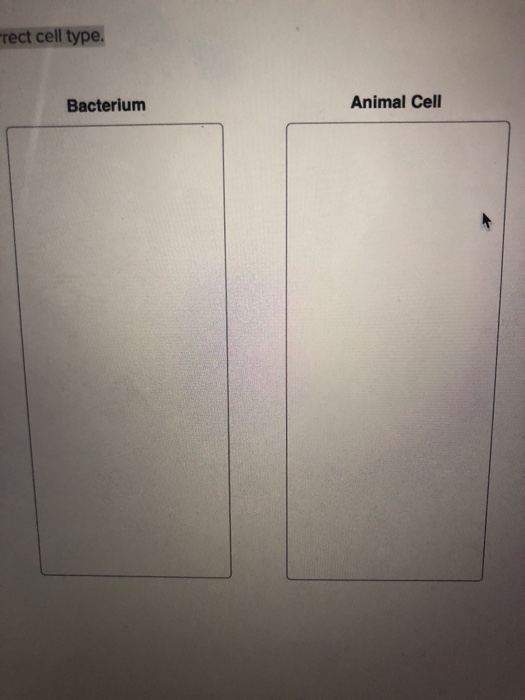 Solved Drag and drop each feature to the correct cell type. | Chegg.com Solved Drag and drop each feature to the correct cell type. | Chegg.com