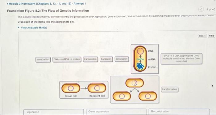 Solved Foundation Figure 8 2 The Flow Of Genetic