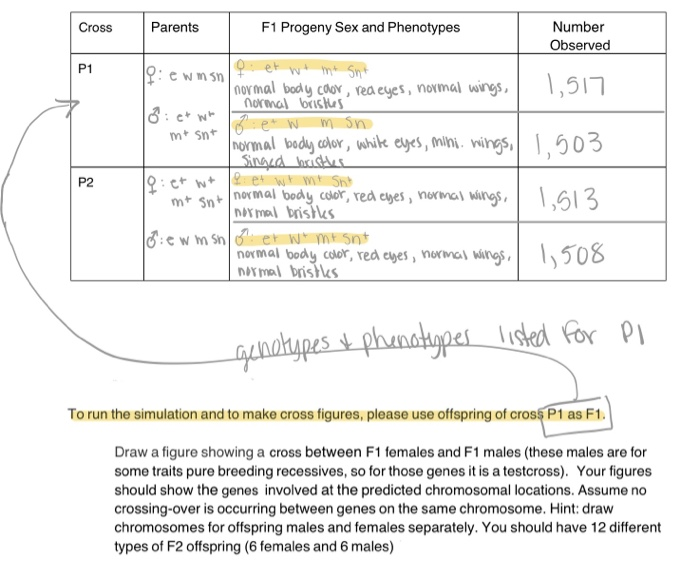 Cross P1 Parents F1 Progeny Sex and Phenotypes Number | Chegg.com