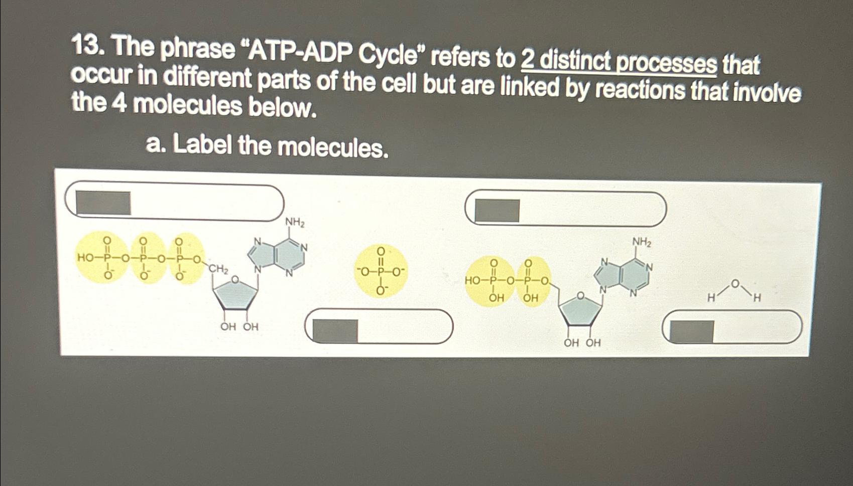 Solved The phrase "ATP-ADP Cycle" refers to 2 ﻿distinct | Chegg.com