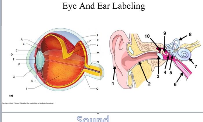 Solved Eye And Ear Labeling 9 10 8 A B L с M E N F 45 H 2 6 | Chegg.com