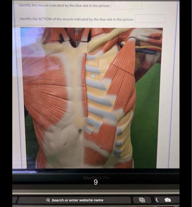 Solved Question 11 2 pts Identify the muscle indicated by | Chegg.com