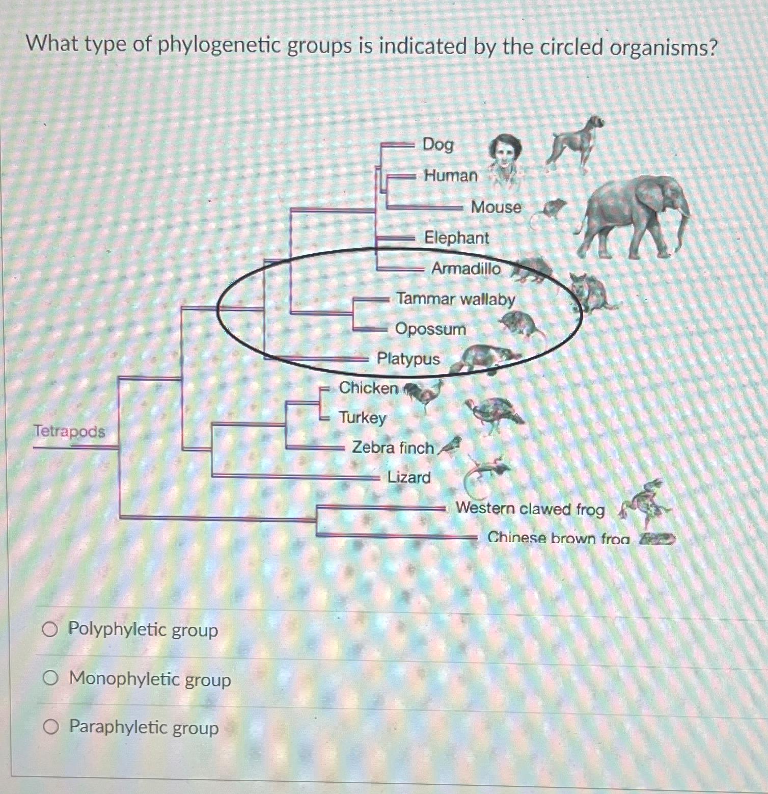 Solved What type of phylogenetic groups is indicated by the | Chegg.com