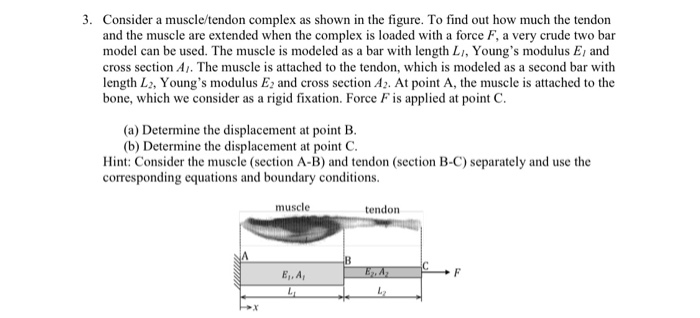 Solved 3. Consider a muscle/tendon complex as shown in the | Chegg.com