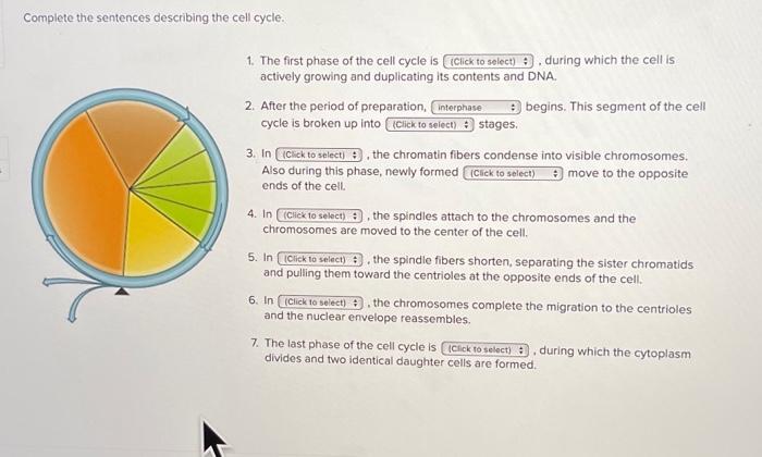 Solved Complete the sentences describing the cell cycle. 1. | Chegg.com