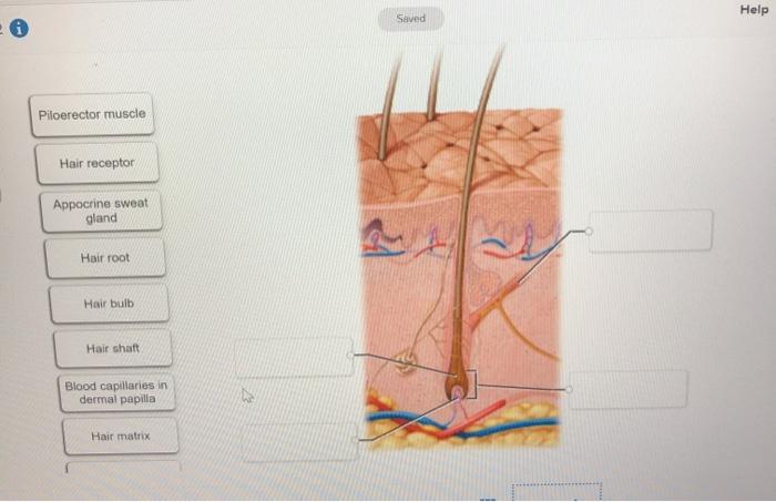 Solved Help Saved Piloerector muscle Hair receptor Appocrine | Chegg.com