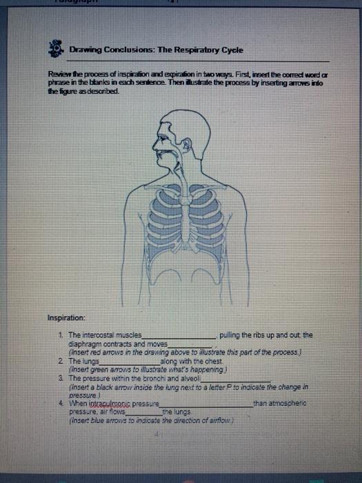 Solved Review the process of inspiration and expiration in | Chegg.com