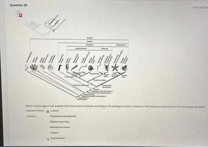 Solved Question 29 8 Which morphological trait evolved more | Chegg.com