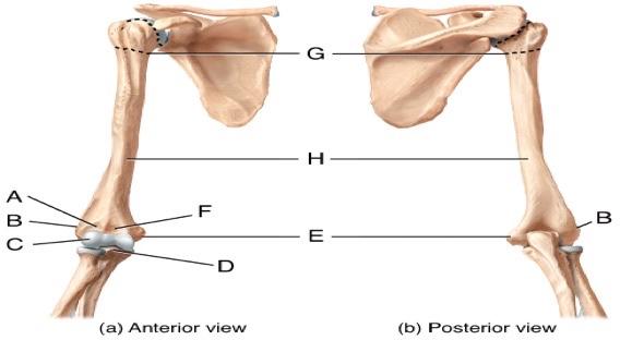 In the diagram, where is the trochlea? | Chegg.com