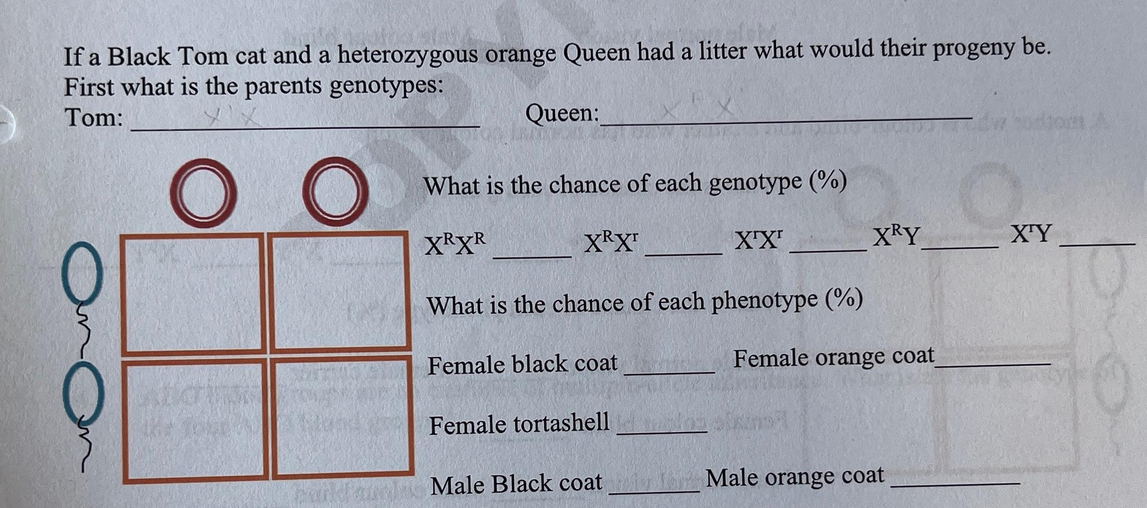 Solved If a Black Tom cat and a heterozygous orange Queen | Chegg.com