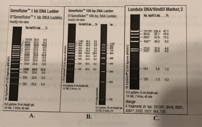 Solved Figure 2: Differing Agarose Concentrations Lambda | Chegg.com