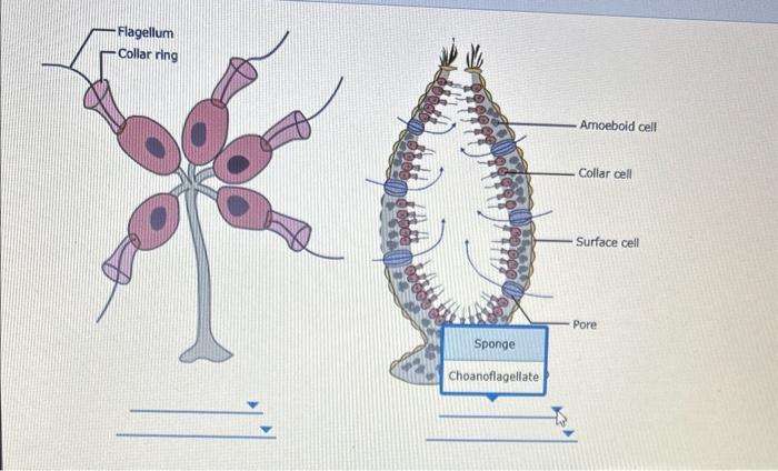 Solved 1. Connection between animals and protists All | Chegg.com