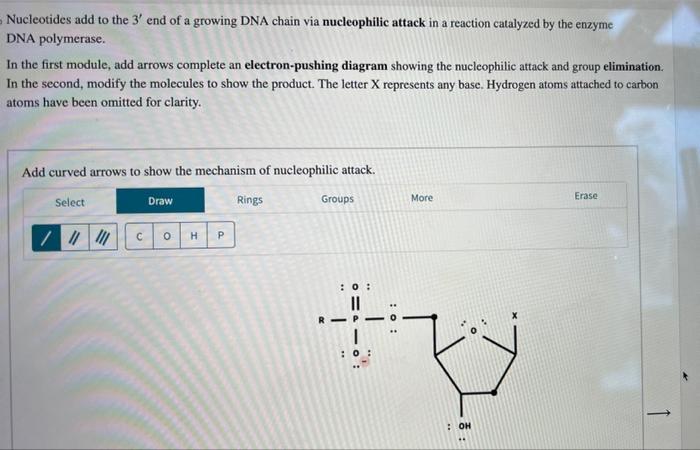 Solved Nucleotides add to the 3′ end of a growing DNA chain | Chegg.com