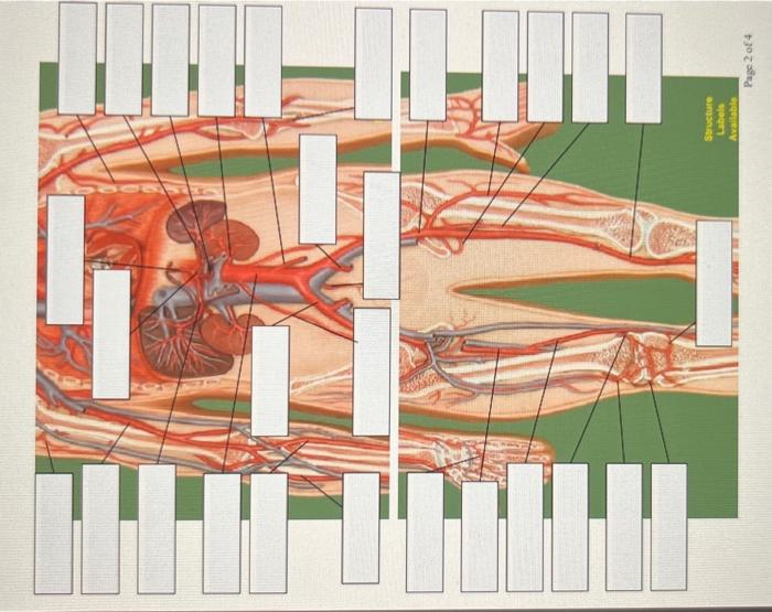 Solved Word Bank Circulatory System Anterior tibial artery | Chegg.com