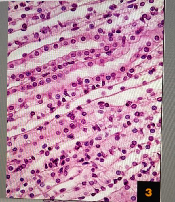Simple Cuboidal Epithelium Under Microscope