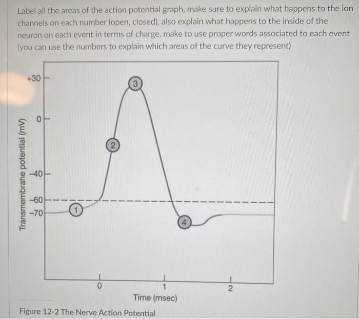 Solved Label all the areas of the action potential graph, | Chegg.com