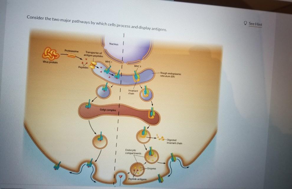 Solved Consider the two major pathways by which cells | Chegg.com