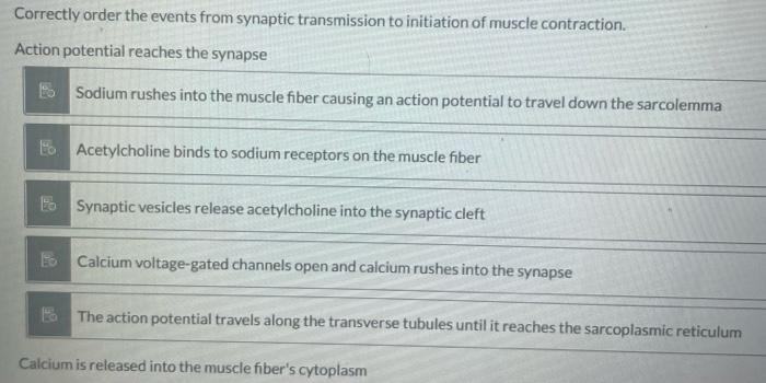 Solved Correctly order the events from synaptic transmission | Chegg.com