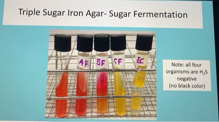 Solved Triple Sugar Iron Agar-Sugar Fermentation AFFSE CF | Chegg.com