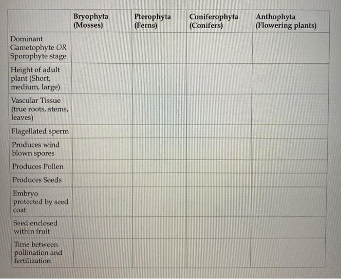 Solved Pterophyta (Ferns) Coniferophyta (Conifers) | Chegg.com