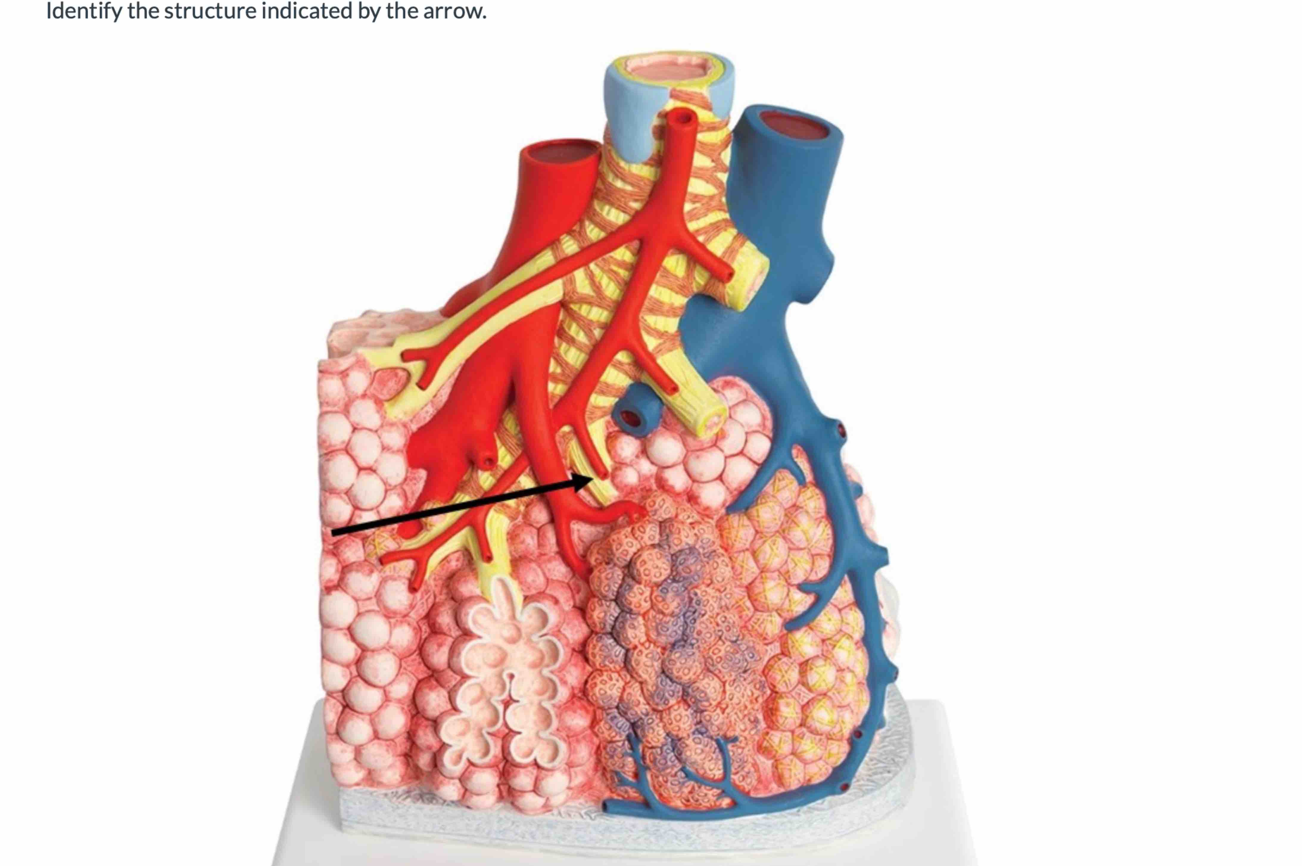 Solved Identify the structure indicated by the arrow. | Chegg.com